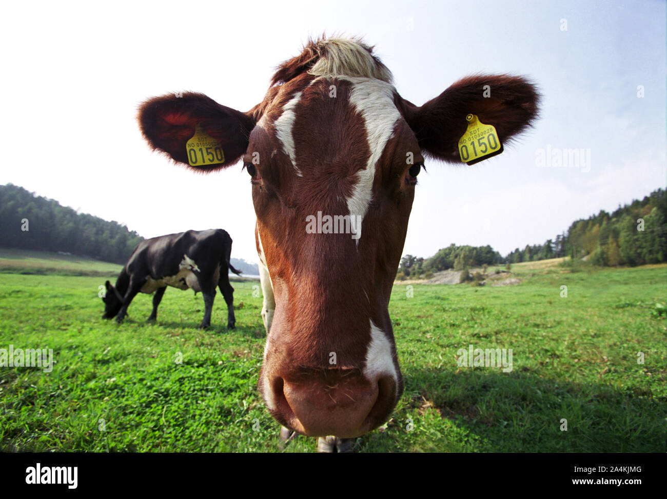 Portraits of cow hi-res stock photography and images - Alamy