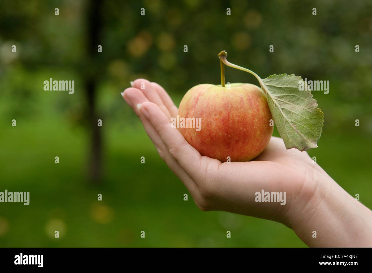 Nature form hi-res stock photography and images - Alamy