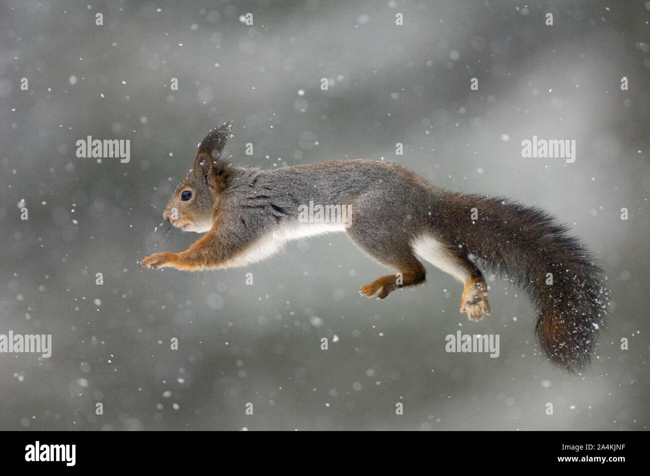 Jumping squirrel (Sciurus vulgaris). Klæbu, Sør-Trøndelag Stock Photo ...