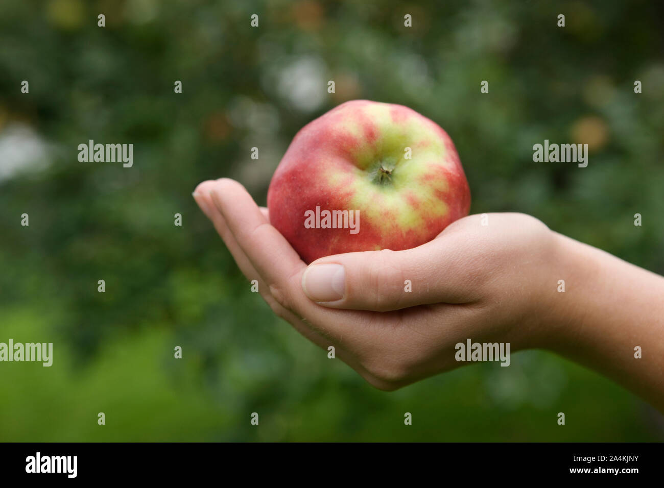 Holding an apple - temptation Stock Photo - Alamy