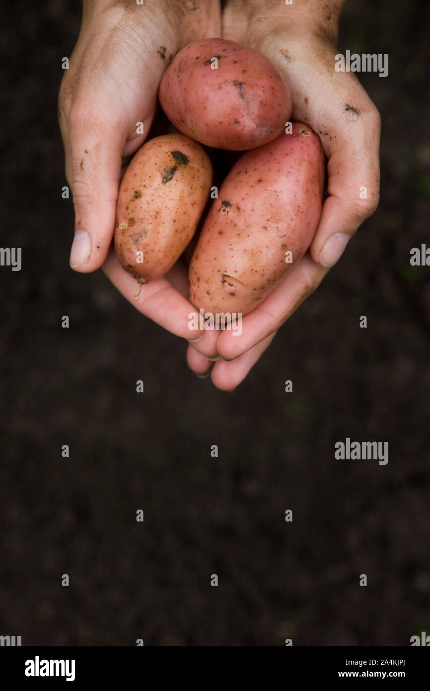 Potatoes water hi-res stock photography and images - Alamy
