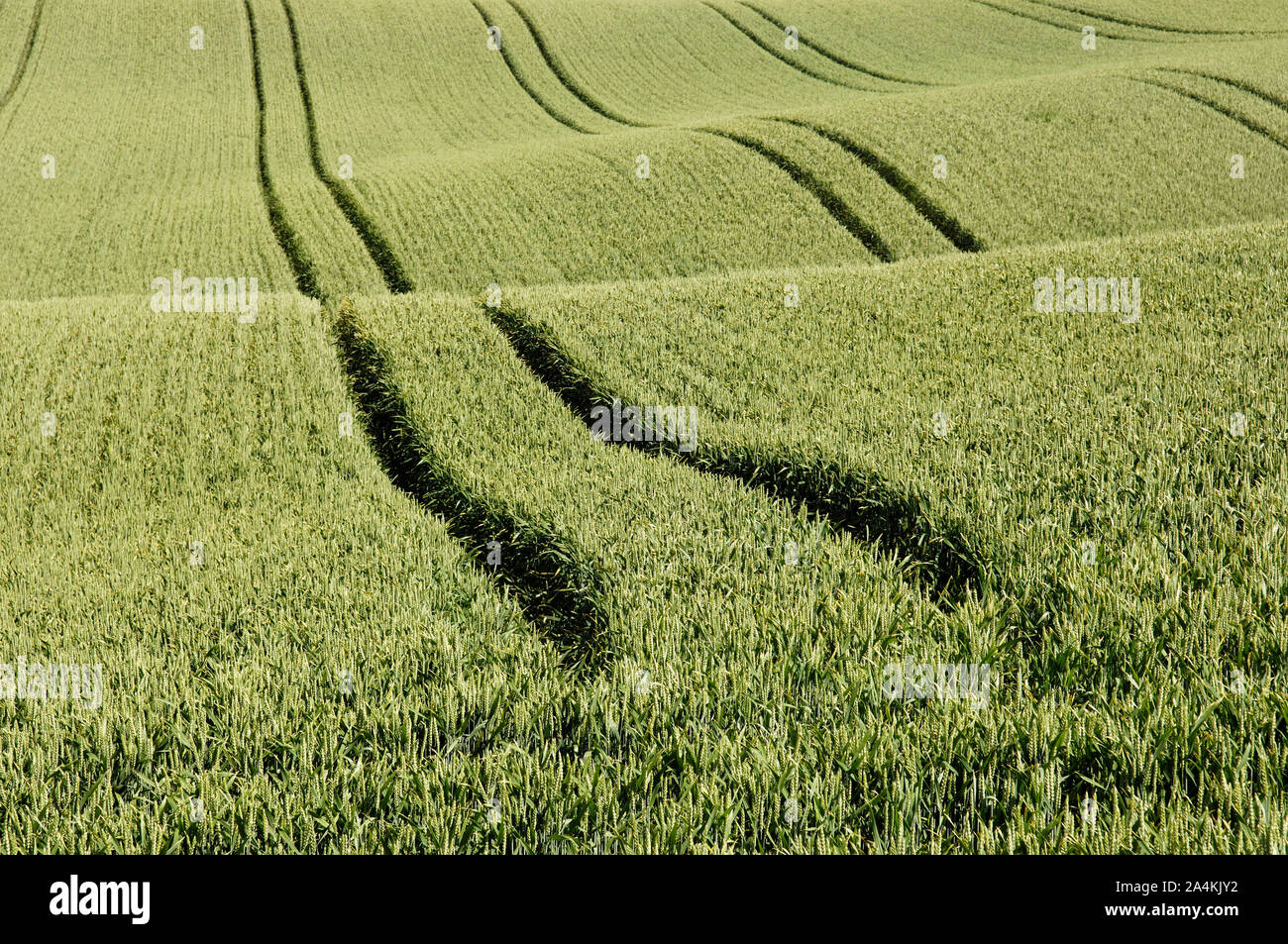 Field with grain - tractor tracks Stock Photo - Alamy