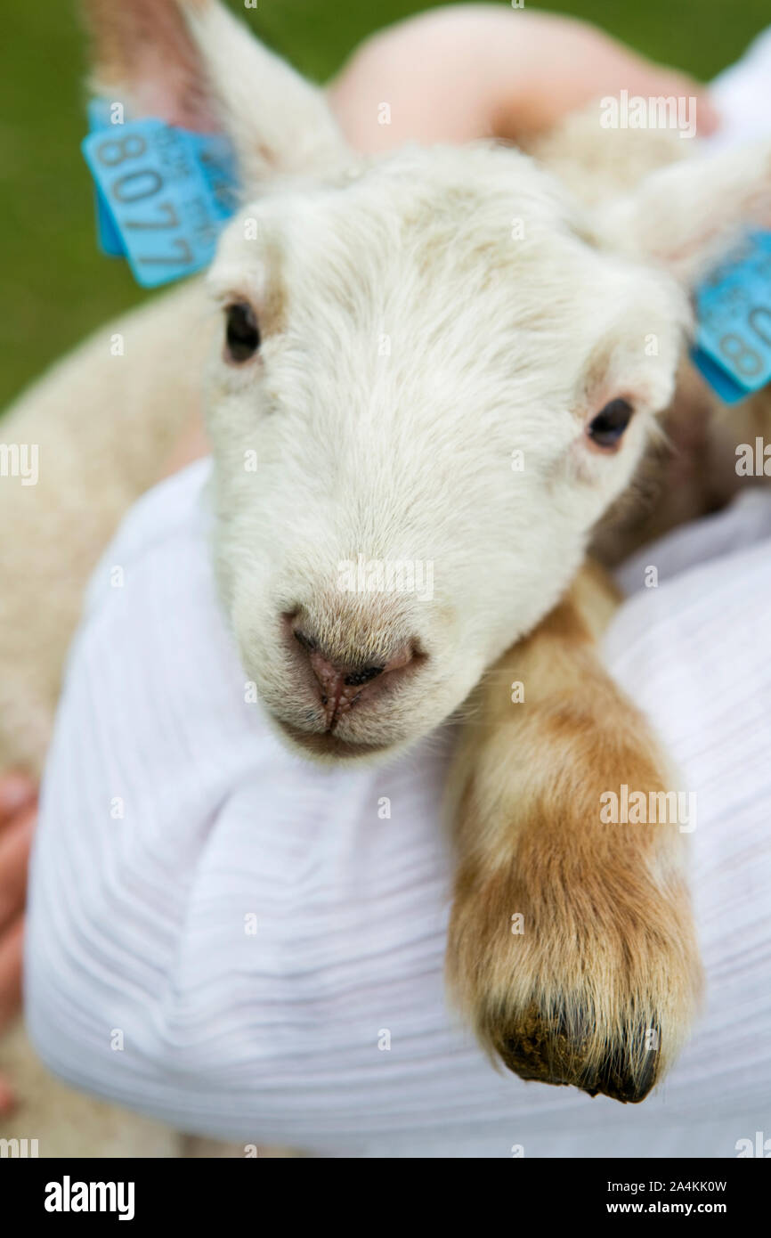 Lamb held by girl Stock Photo - Alamy