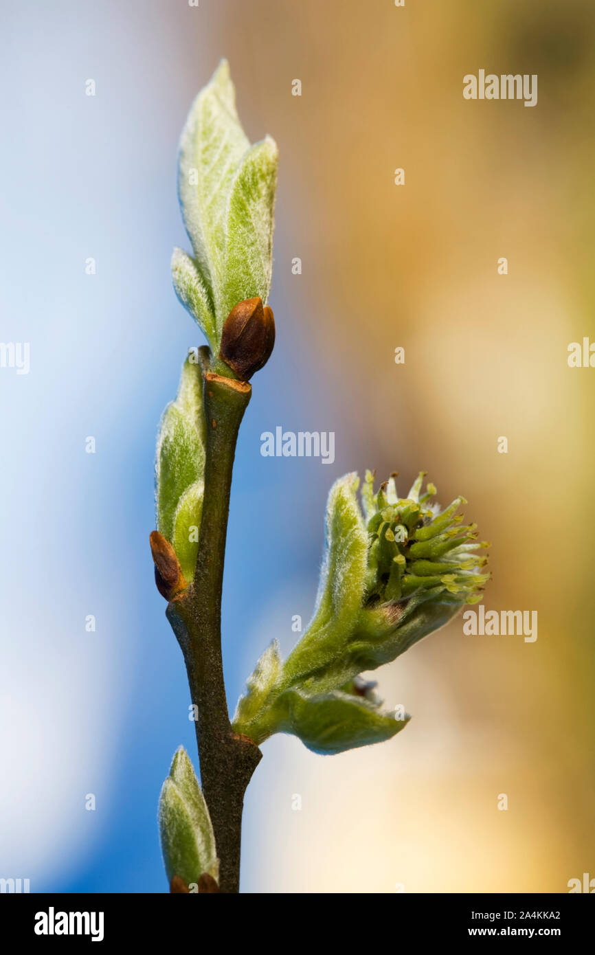 Buds form on trees hi-res stock photography and images - Alamy