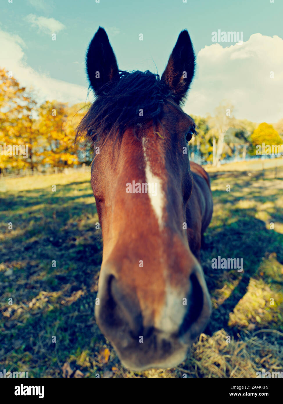 Oslo animals hi-res stock photography and images - Alamy