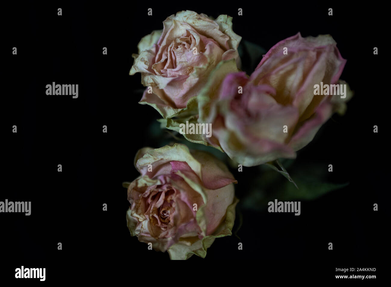 Symbols flowers hi-res stock photography and images - Alamy