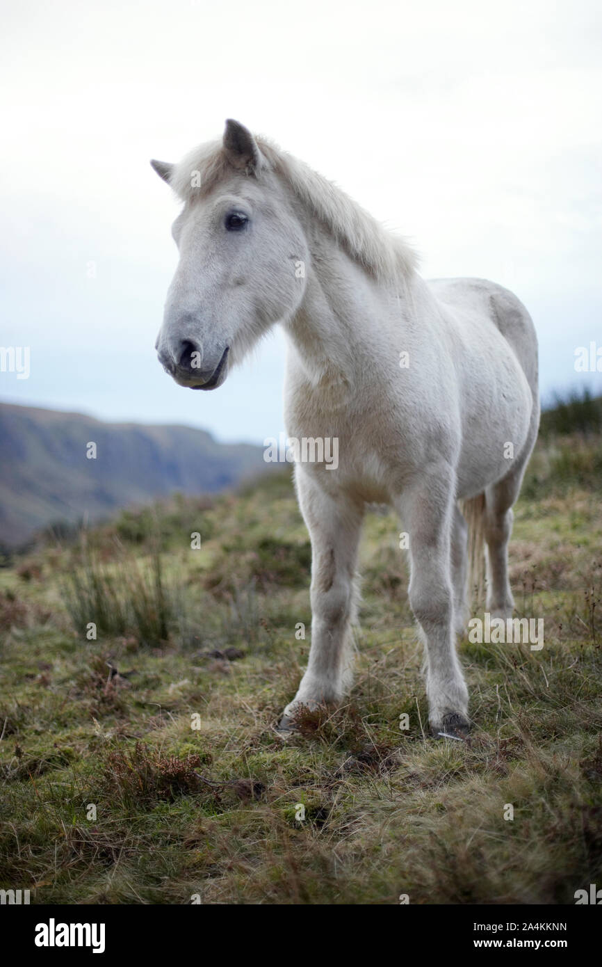 Animals mammals pony hi-res stock photography and images - Alamy