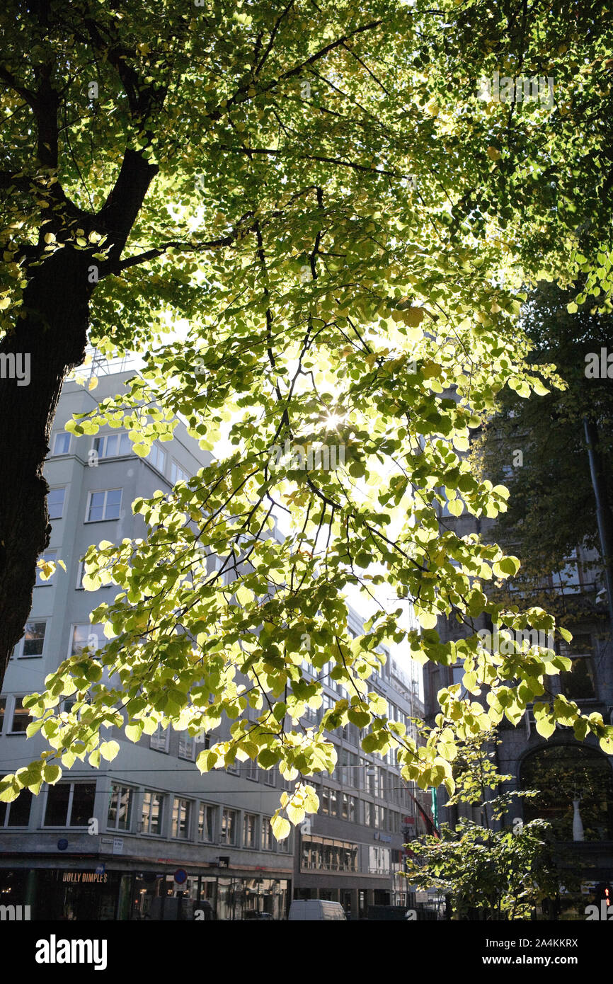 Tree growing in Oslo centre Stock Photo - Alamy