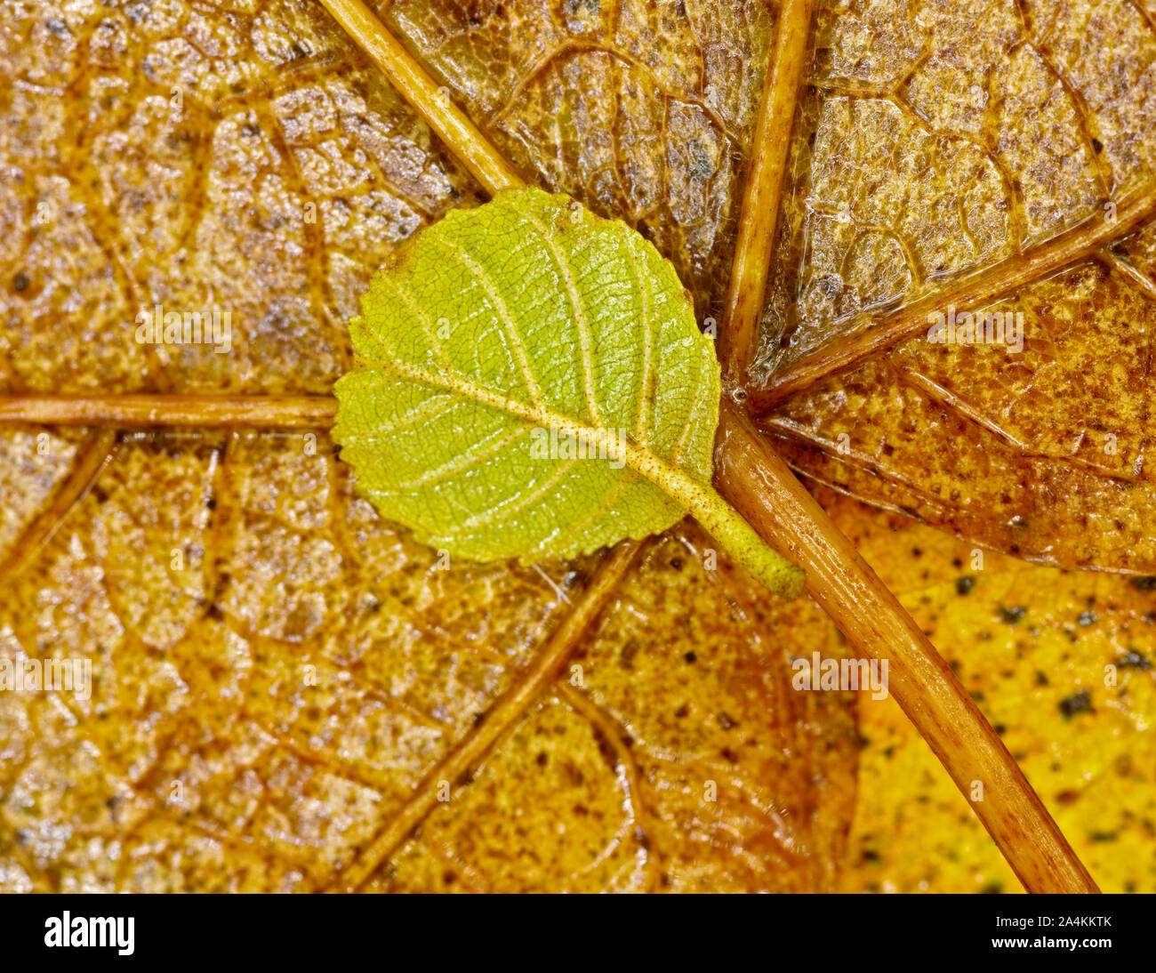 Leaves shapes hi-res stock photography and images - Alamy