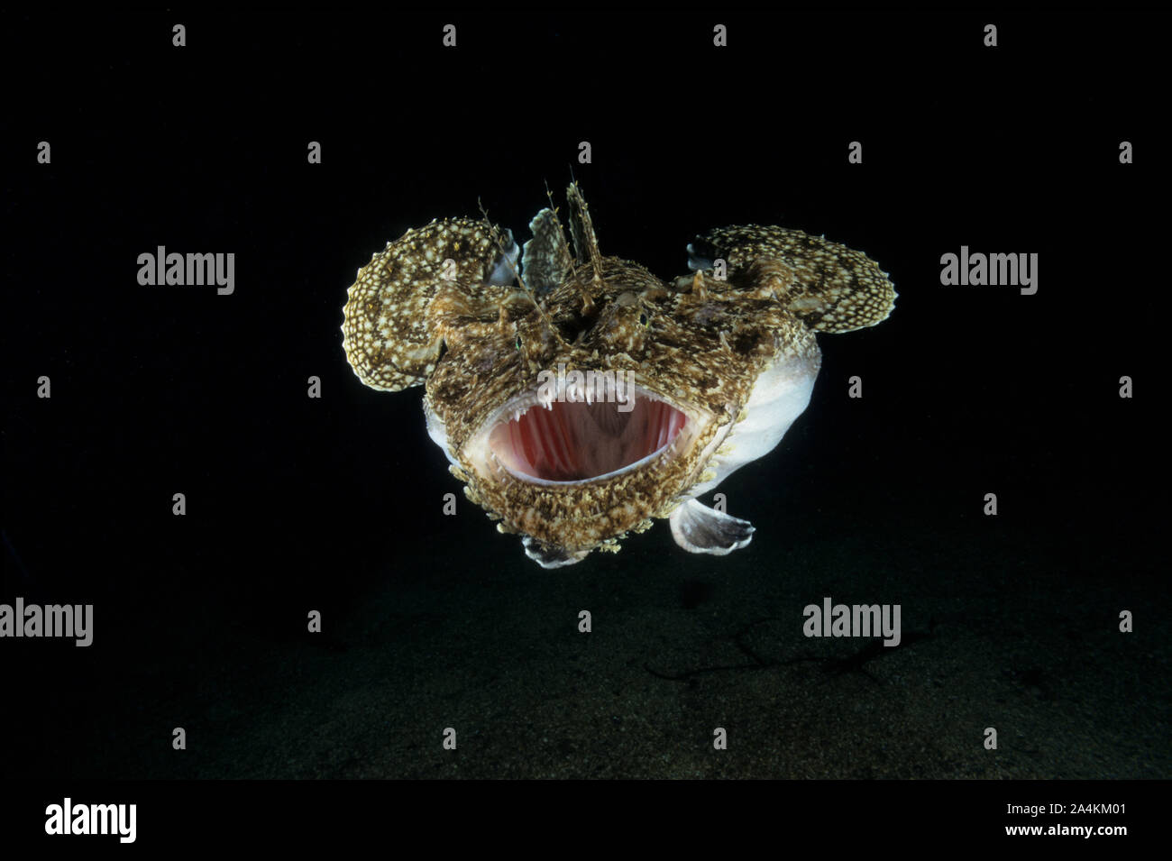 Goosefish, angler, monkfish (Lophius piscatirius Stock Photo - Alamy