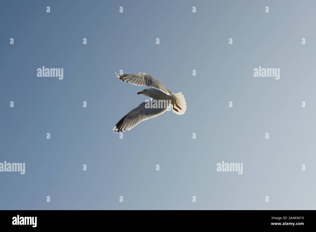 View of seagulls hi-res stock photography and images - Alamy