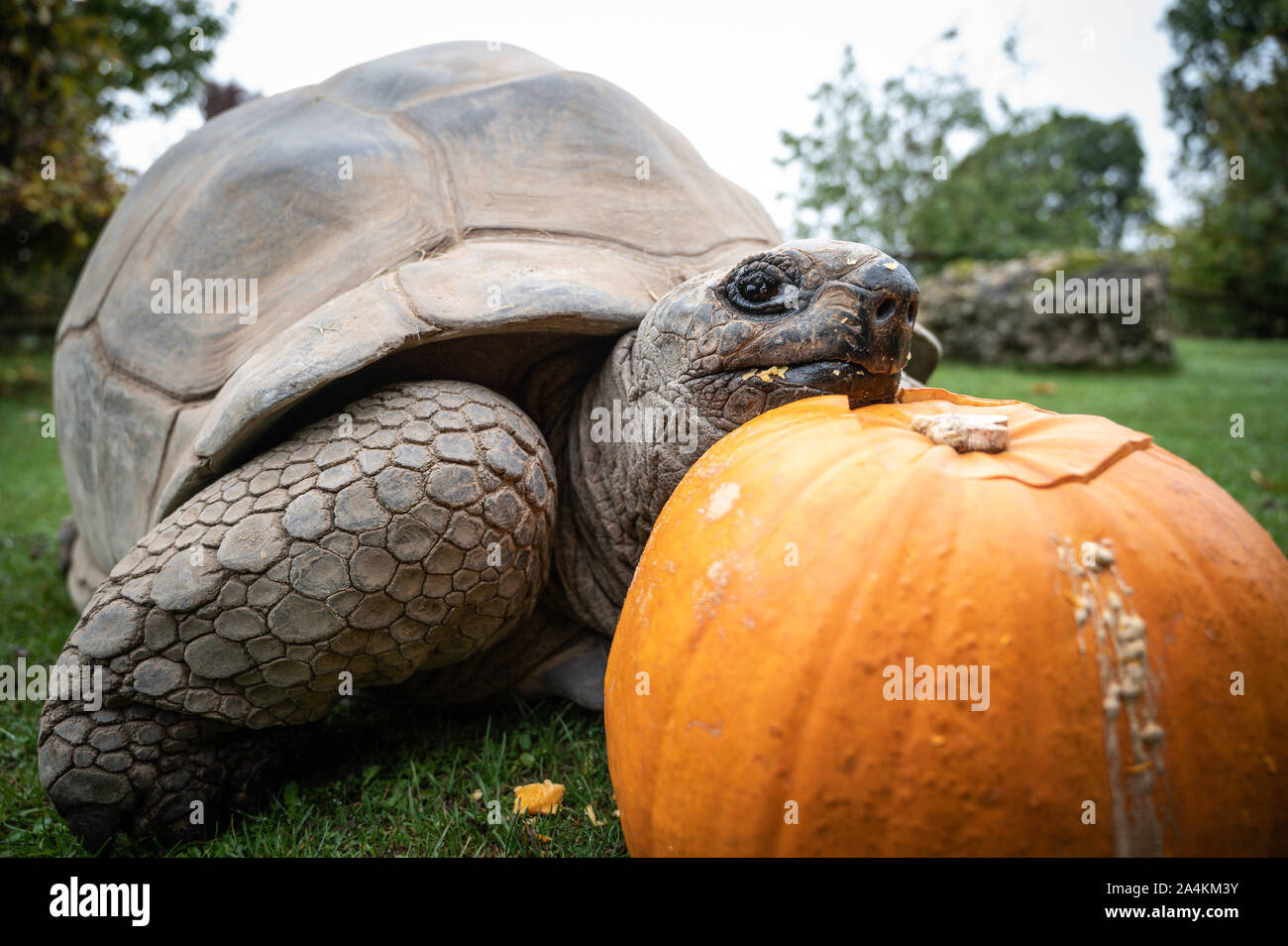 Cotswold Wildlife Park, Oxfordshire, UK. 15th Oct, 2019. Animals eat ...