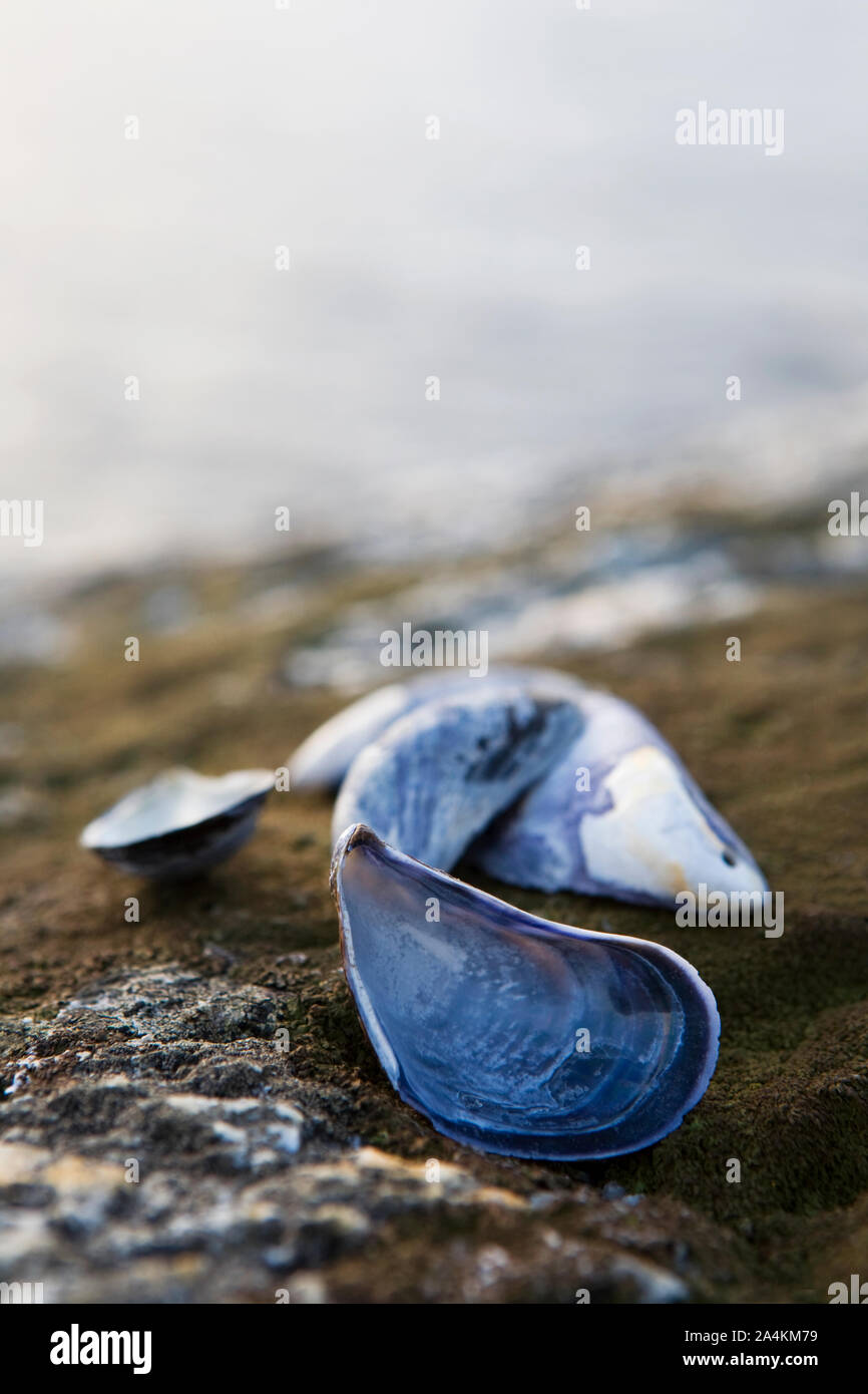 Blue mussels (Mytilus edulis) lying by the sea Stock Photo - Alamy