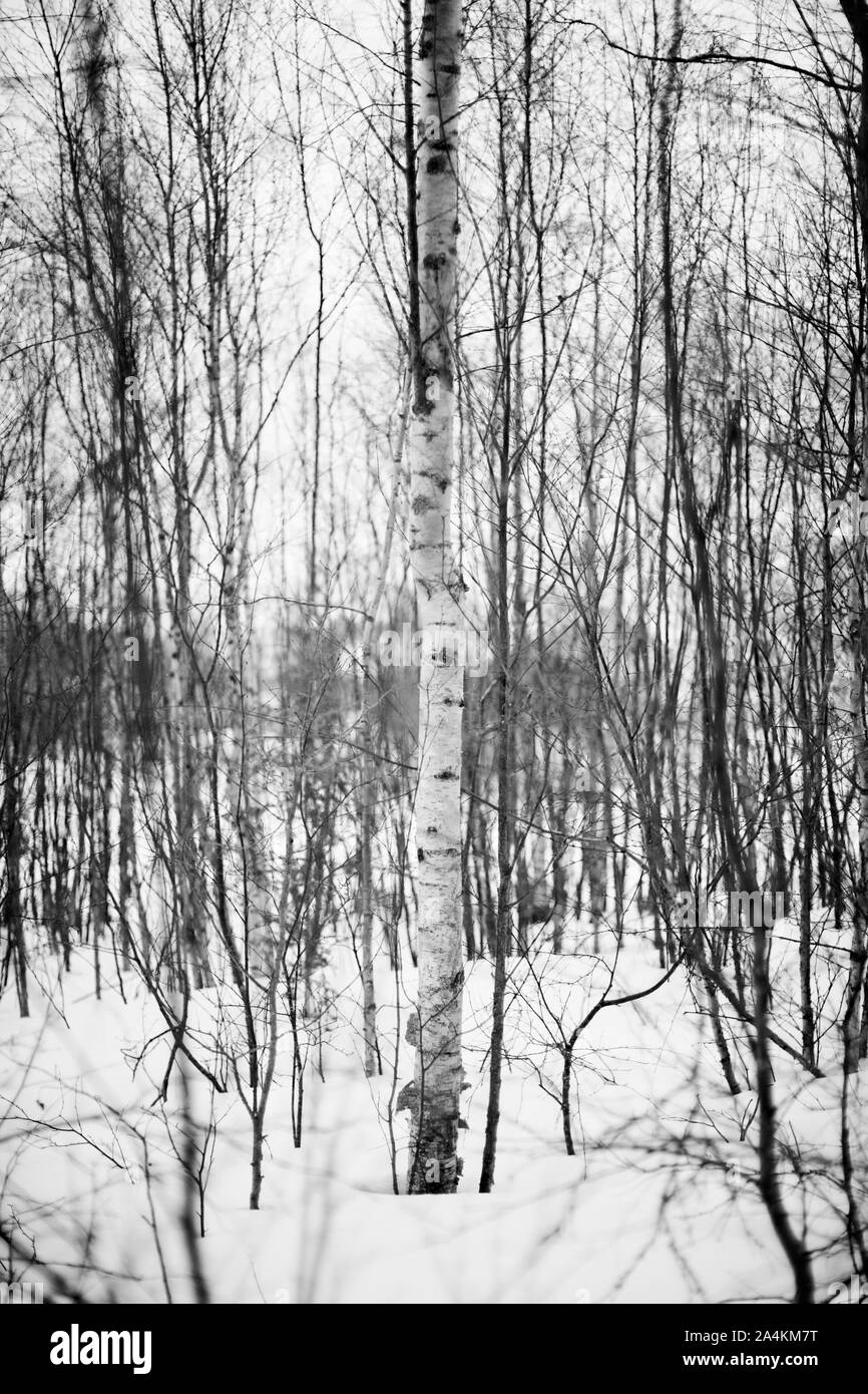 Norwegian form Black and White Stock Photos & Images - Alamy