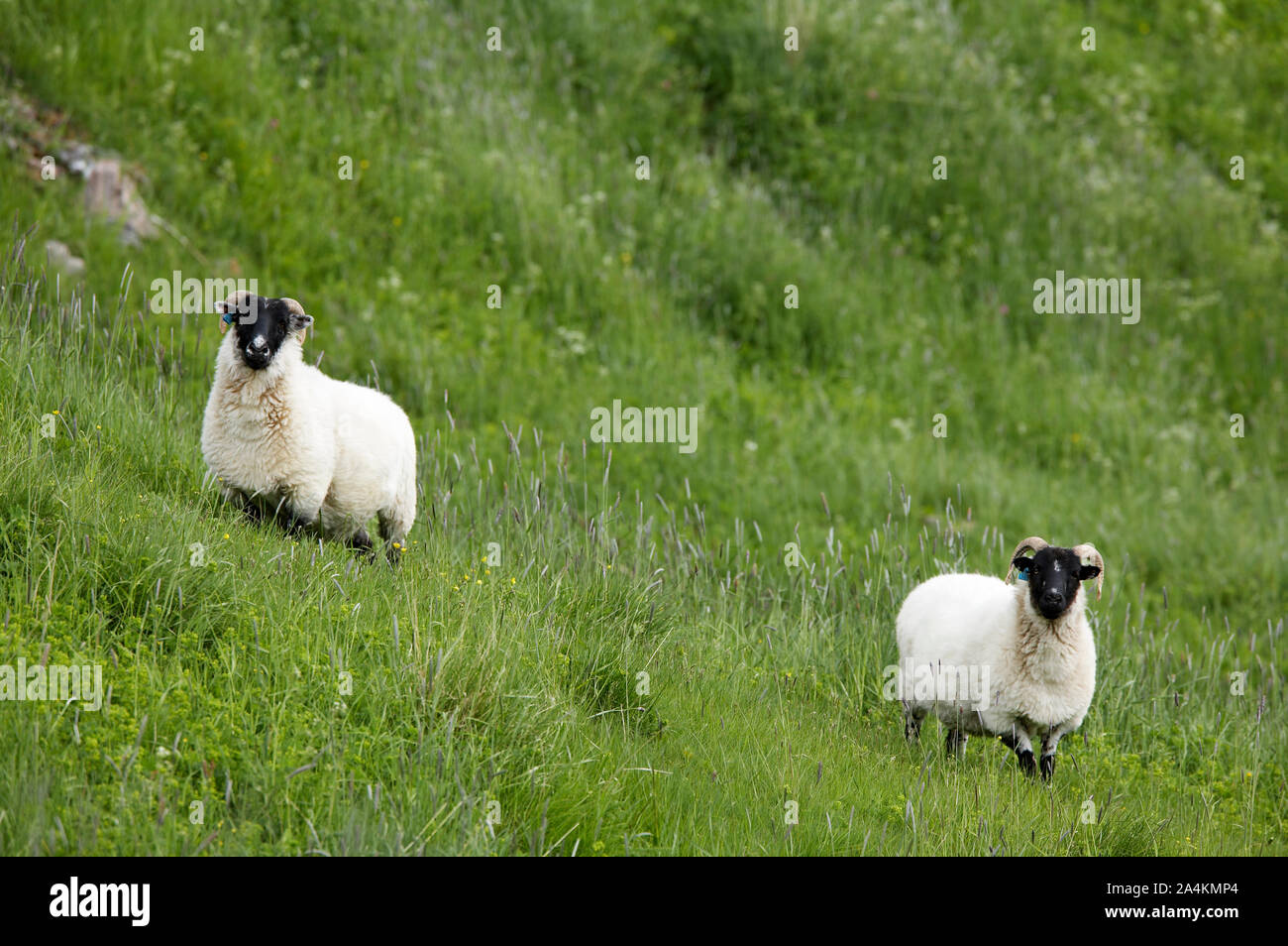 Sheep in a field Stock Photo - Alamy