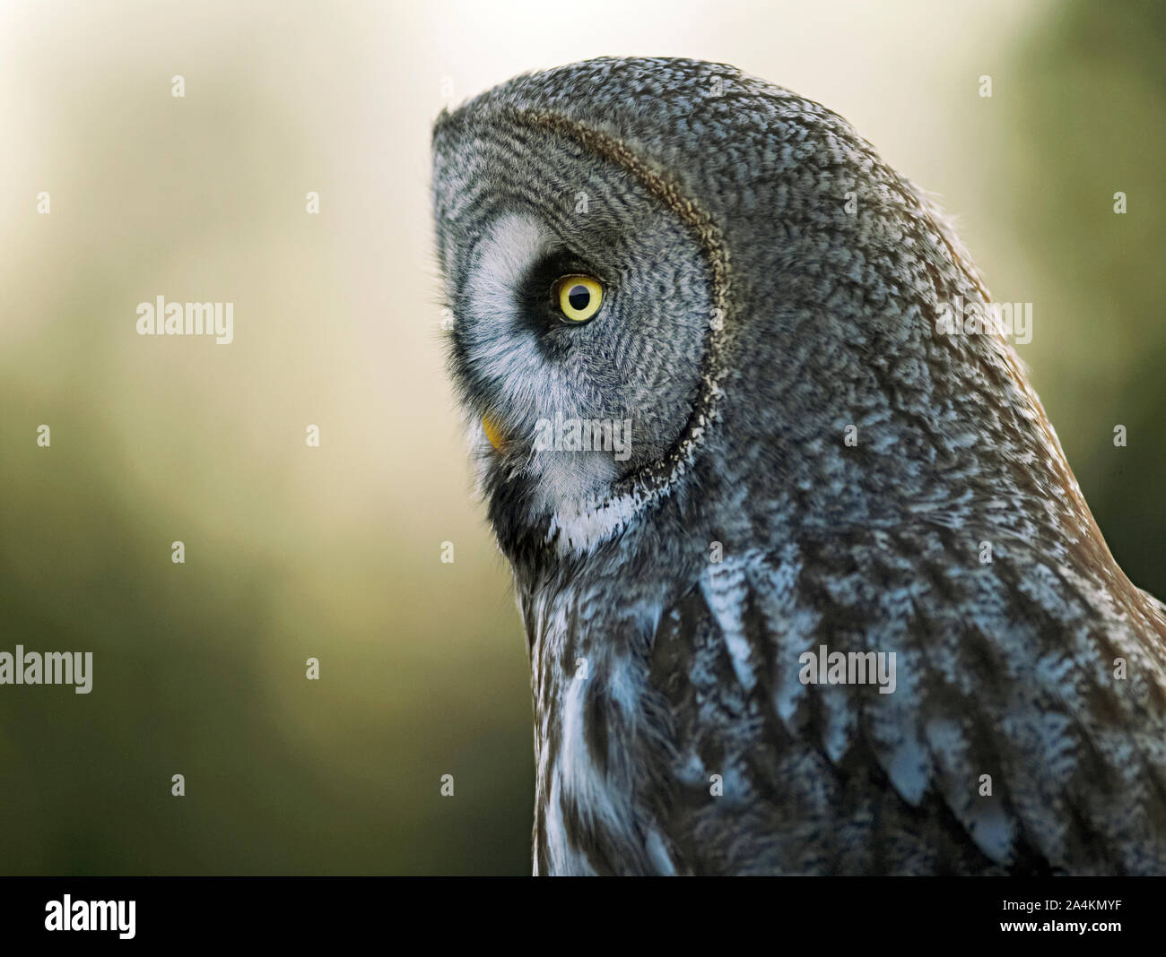 Grey owls hi-res stock photography and images - Alamy
