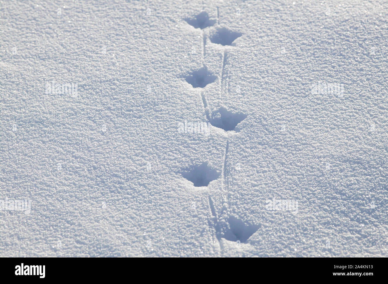 Birds and tracks hi-res stock photography and images - Alamy