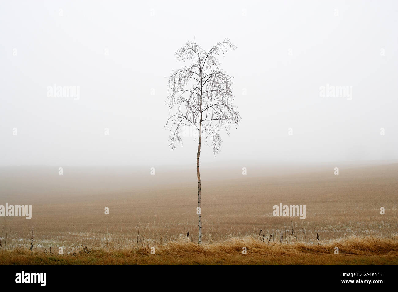 Single thin tree hi-res stock photography and images - Alamy