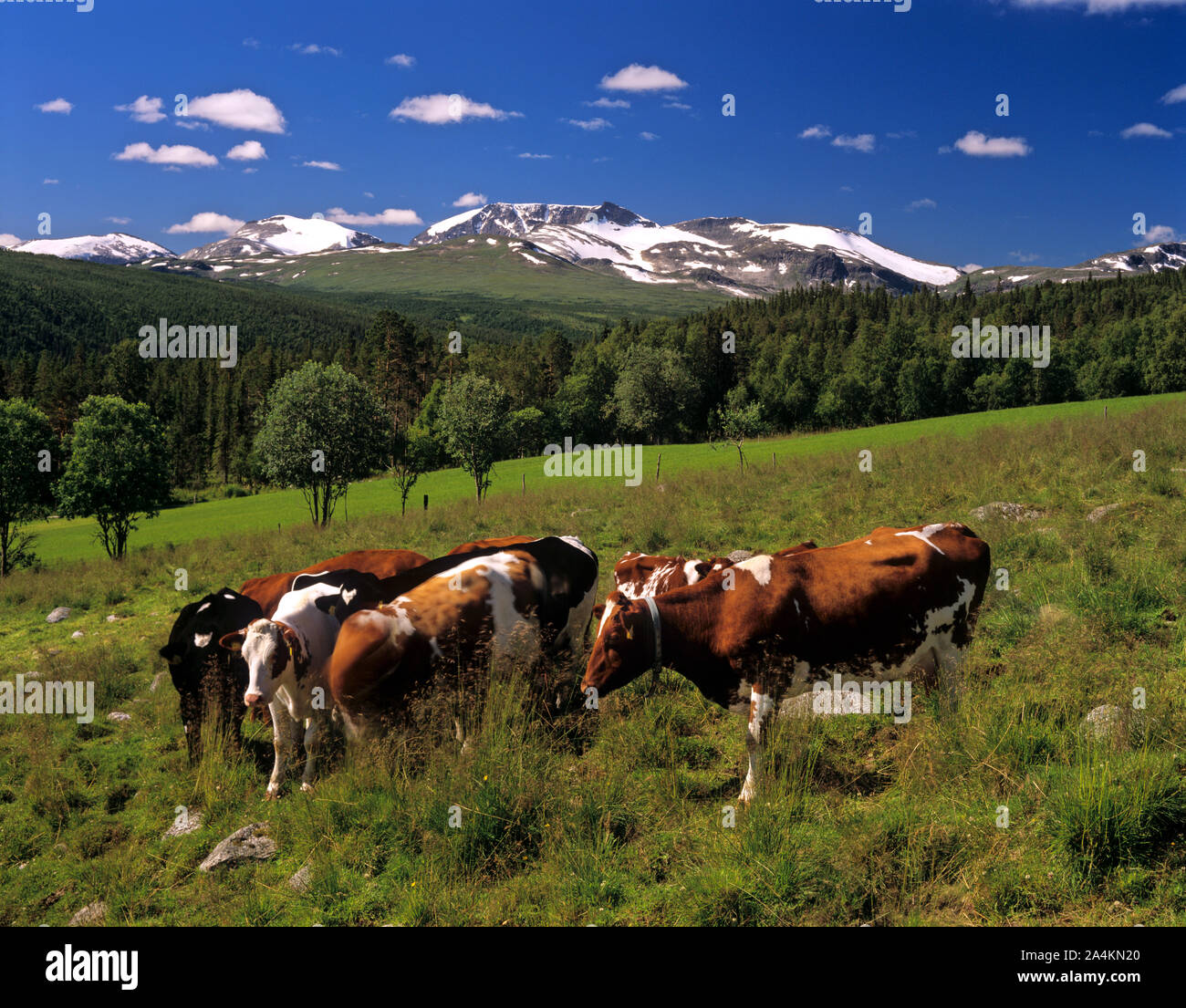 Cows grazing in nature reserve hi-res stock photography and images - Alamy