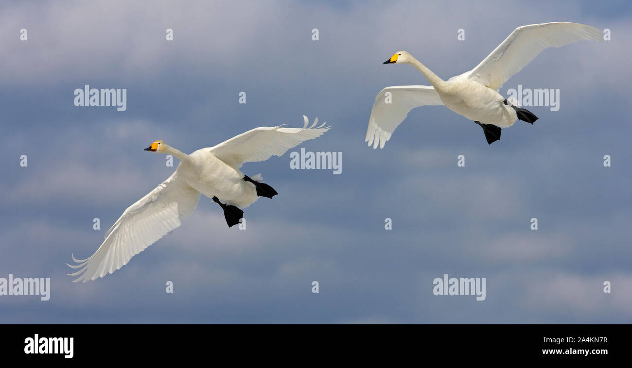 Togetherness animals hi-res stock photography and images - Alamy