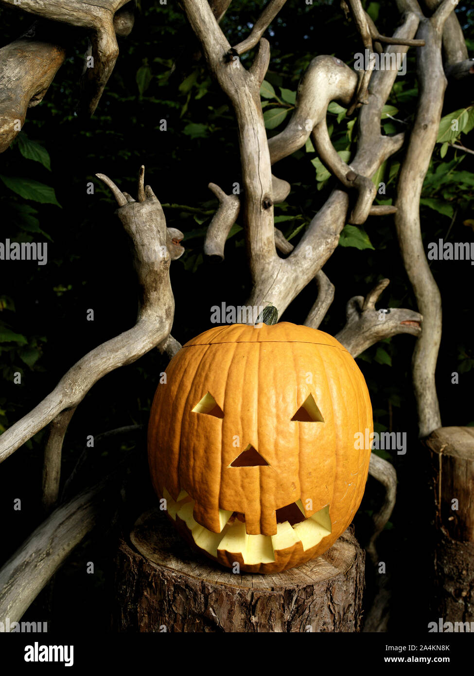 Pumpkin and branches Stock Photo - Alamy