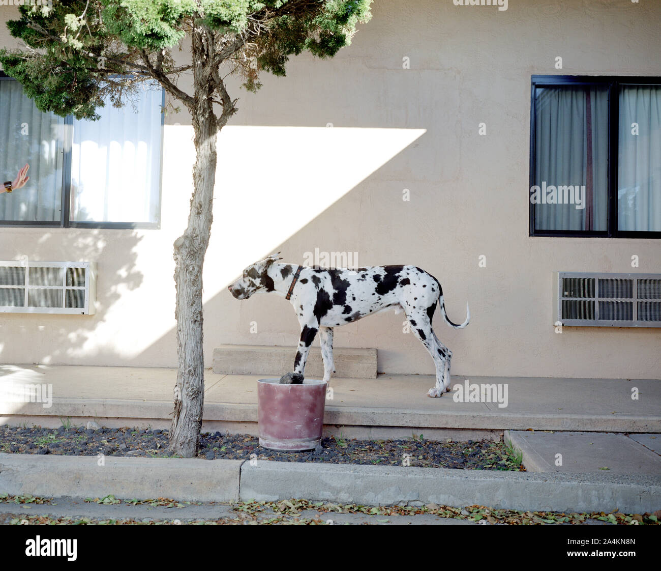 Dog on pavement. Great Dane Stock Photo - Alamy