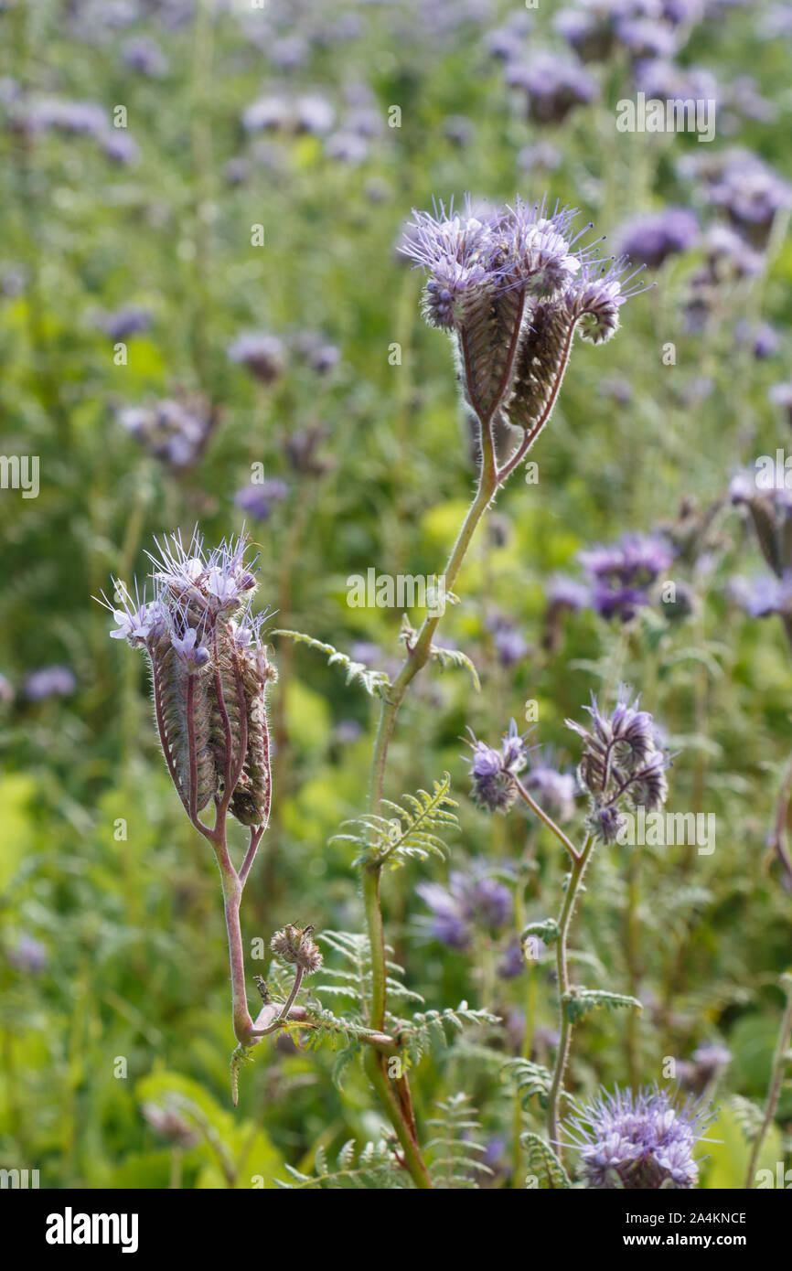 Purple tansy hi-res stock photography and images - Alamy