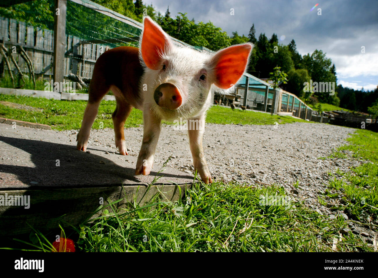 A small pig Stock Photo - Alamy