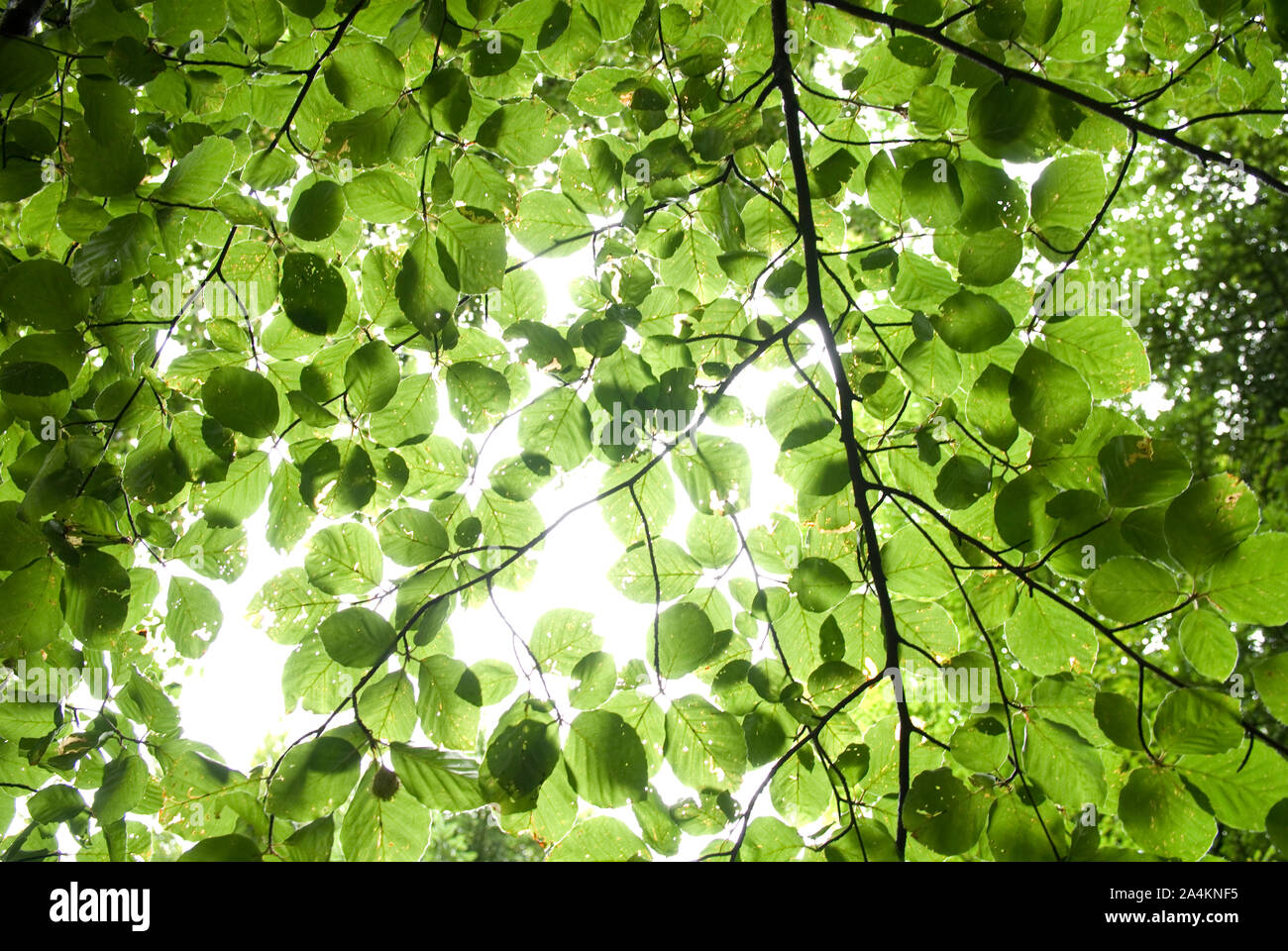 Below leaves hi-res stock photography and images - Alamy