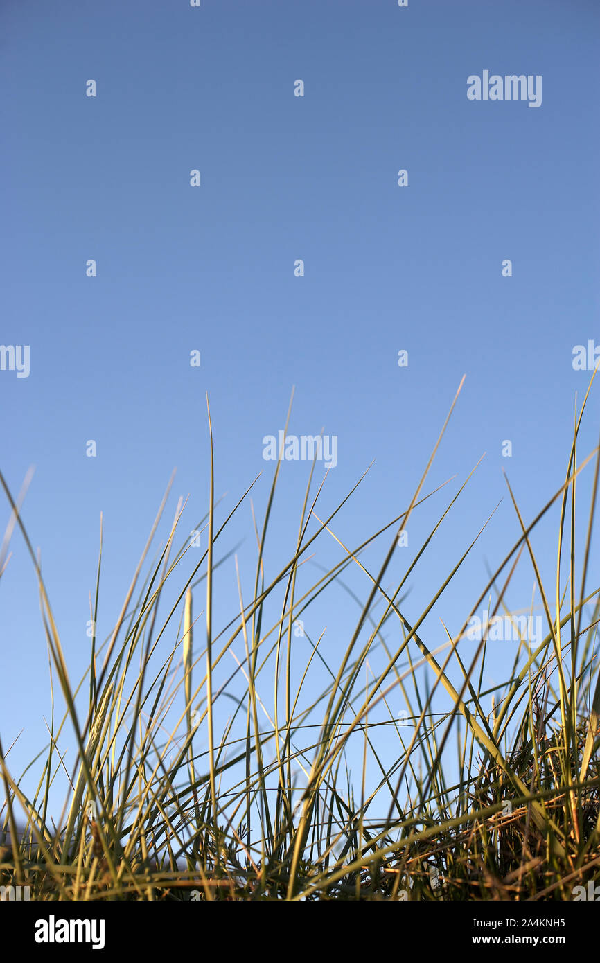 Beach grass plants hi-res stock photography and images - Alamy