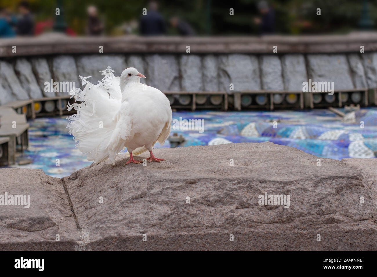Dove on parapet hi-res stock photography and images - Alamy