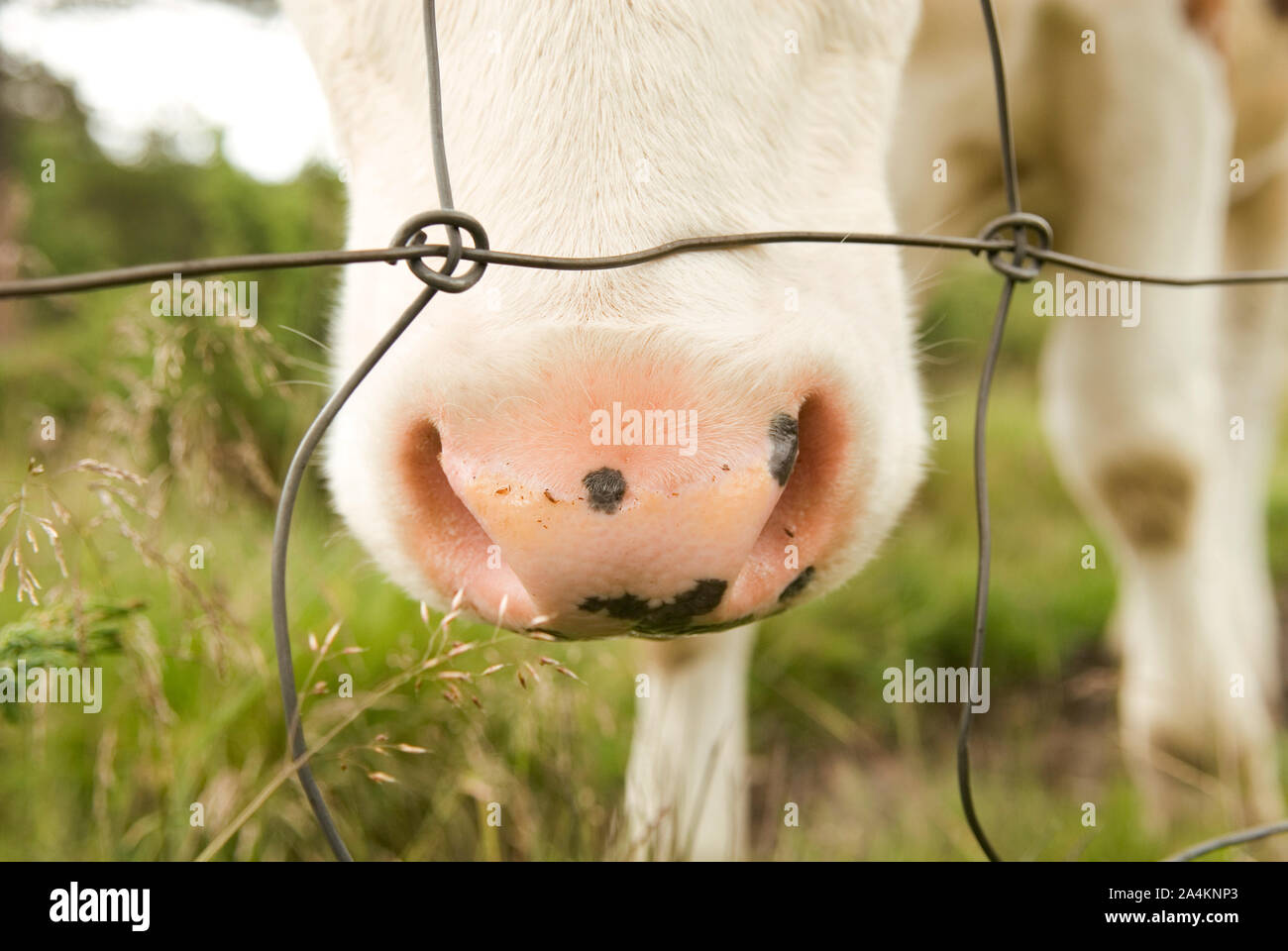 Cow at grass - muzzle Stock Photo - Alamy