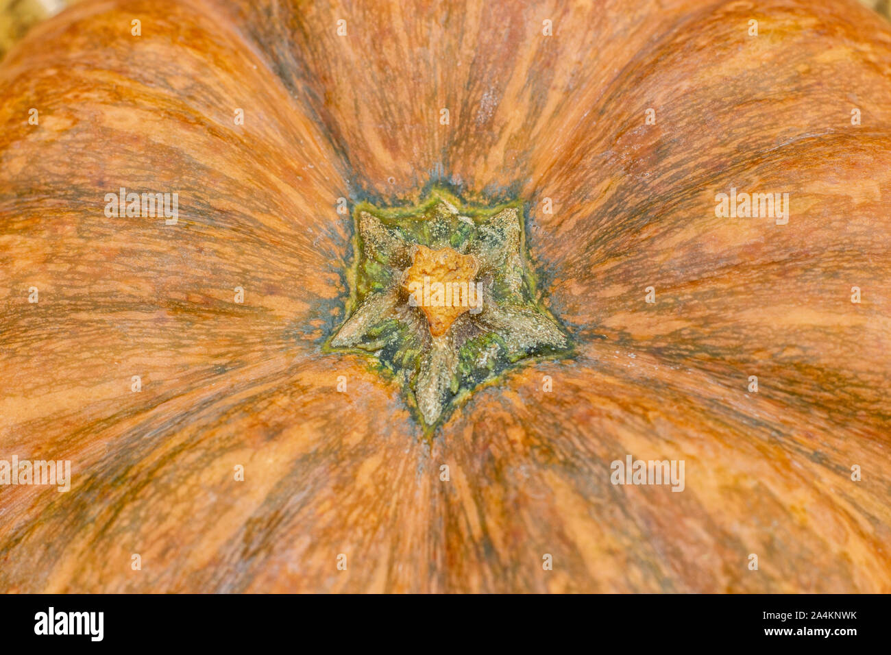 Texture of pumpkins with stalk. Orange ripe pumpkin close-up, food ...