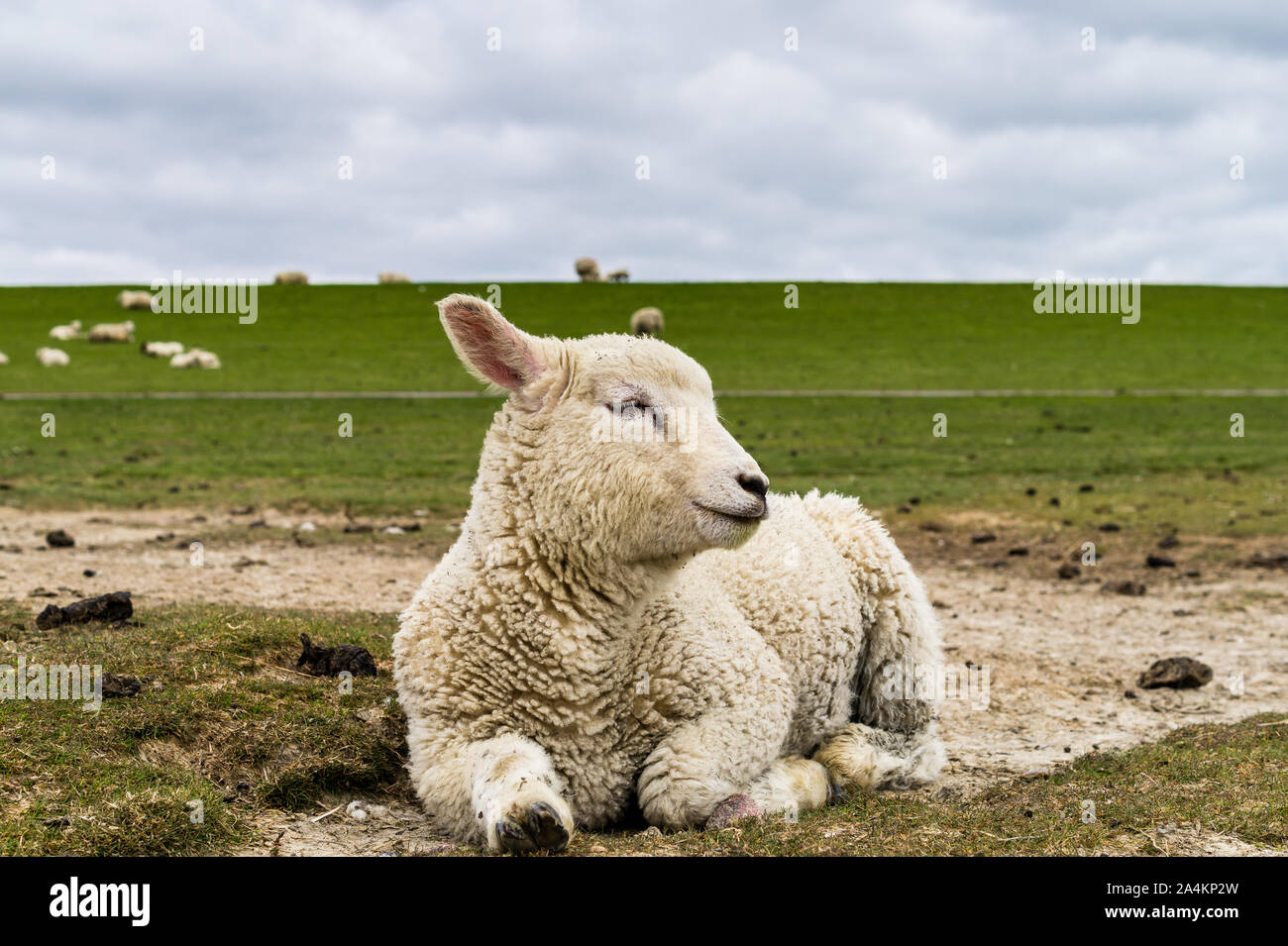 Lamb at the North Sea Stock Photo - Alamy