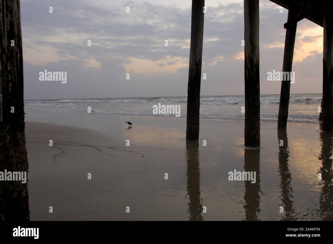 Crow on beach under pier, Florida Stock Photo - Alamy