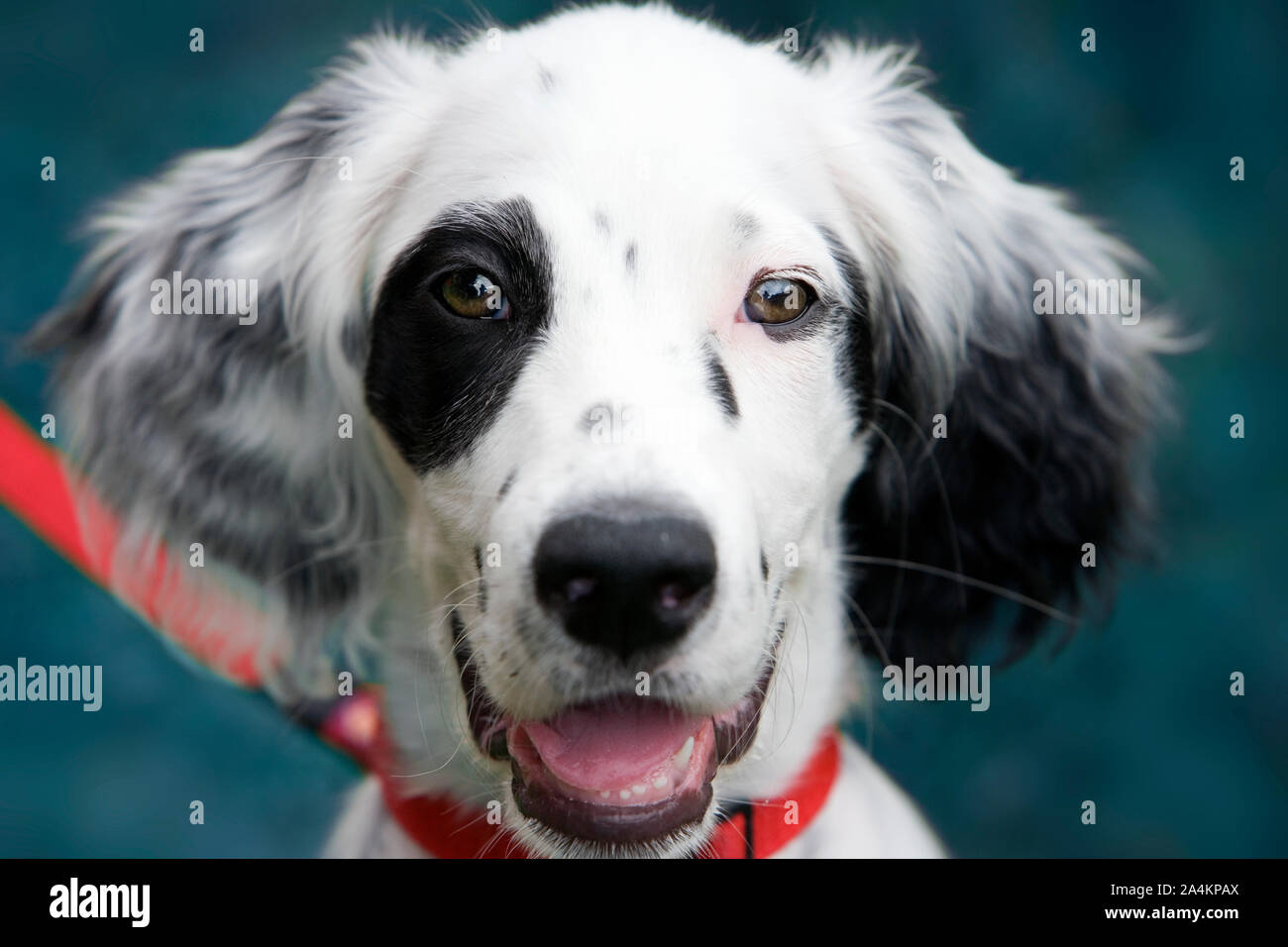 Setter portraits hi-res stock photography and images - Alamy