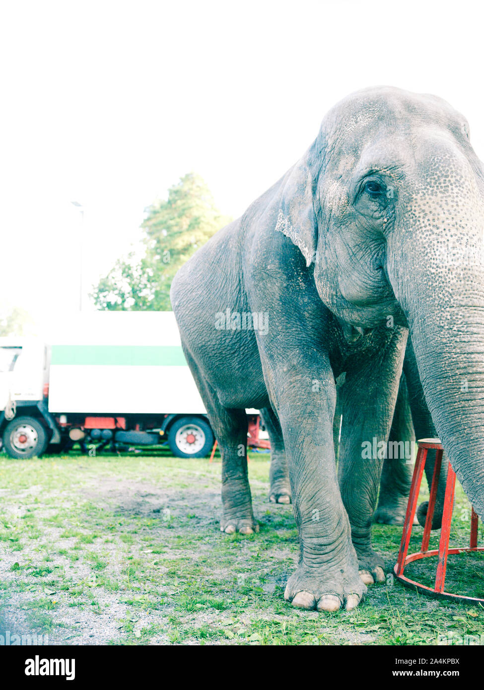 Mammals elephants hi-res stock photography and images - Alamy