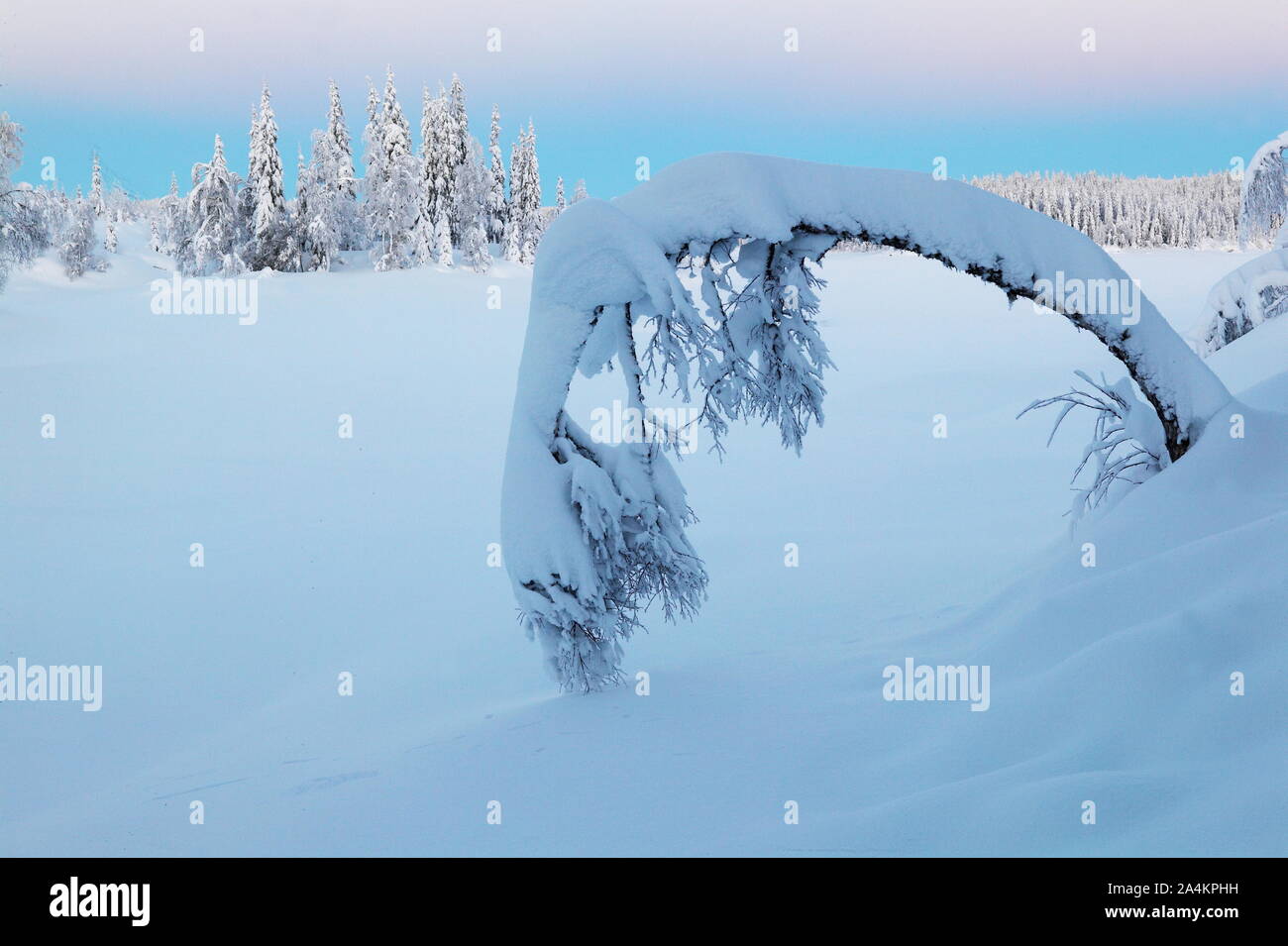 Bending forests hi-res stock photography and images - Alamy