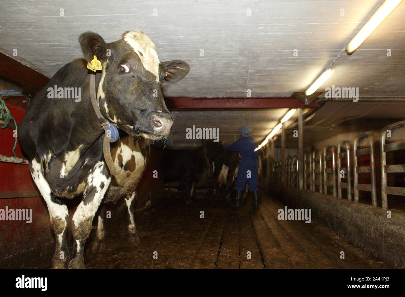 Dirty cows hi-res stock photography and images - Alamy