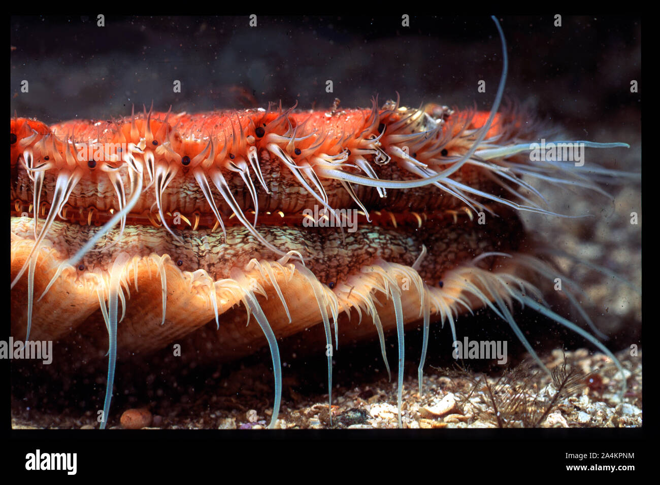 Great Scallop - Pecten maximus Stock Photo - Alamy