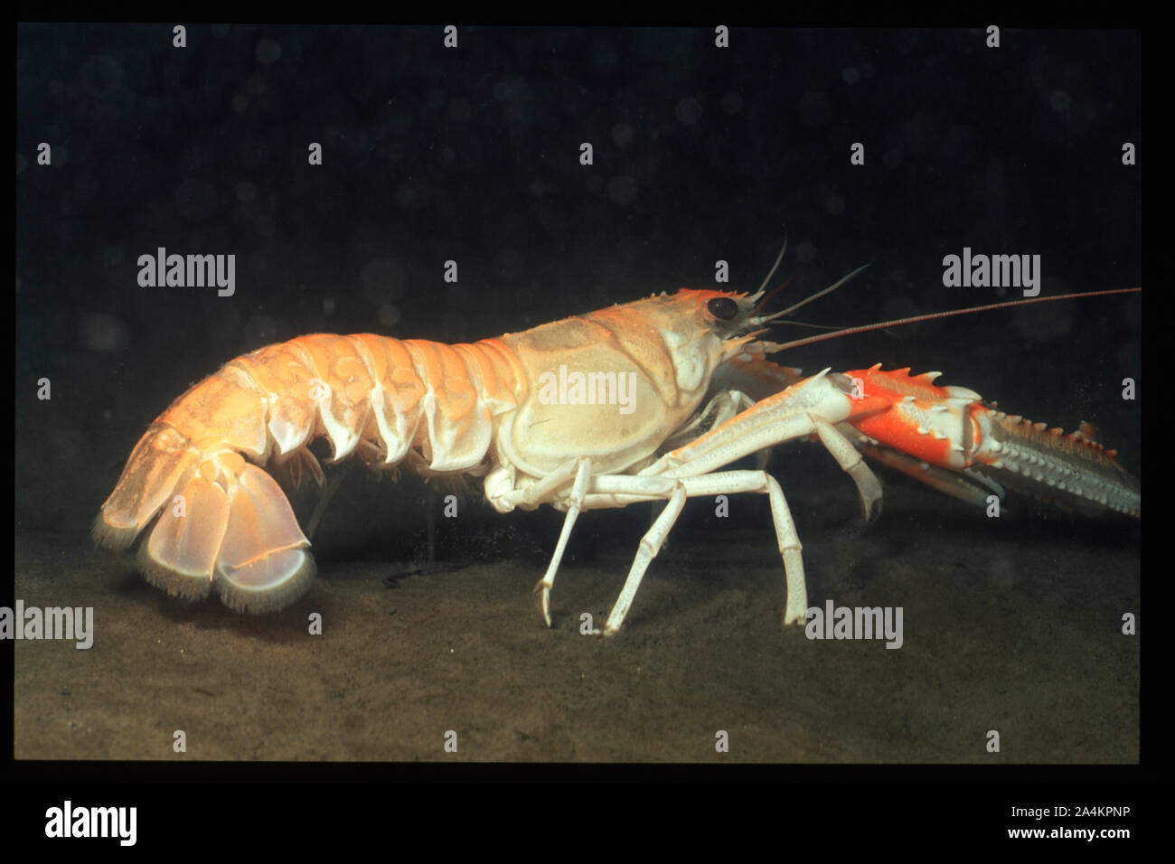 Nephrops norvegicus underwater hi-res stock photography and images - Alamy