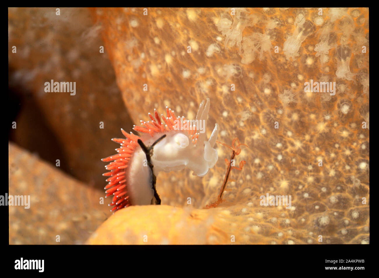 Caprella Linearis High Resolution Stock Photography and Images - Alamy