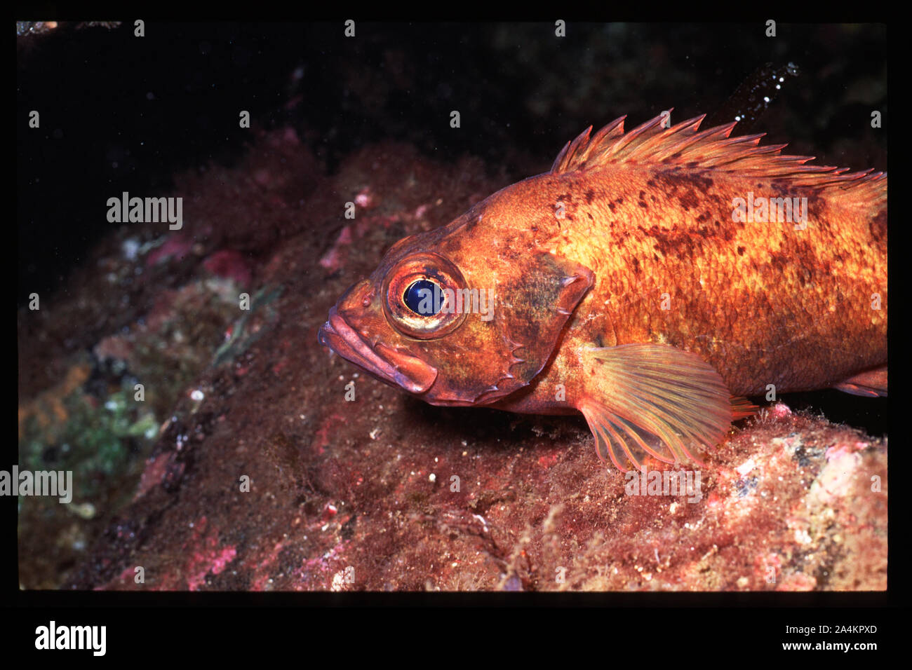 Rosefish - redfish - Sebastes viviparus. 25-30 cm Stock Photo - Alamy