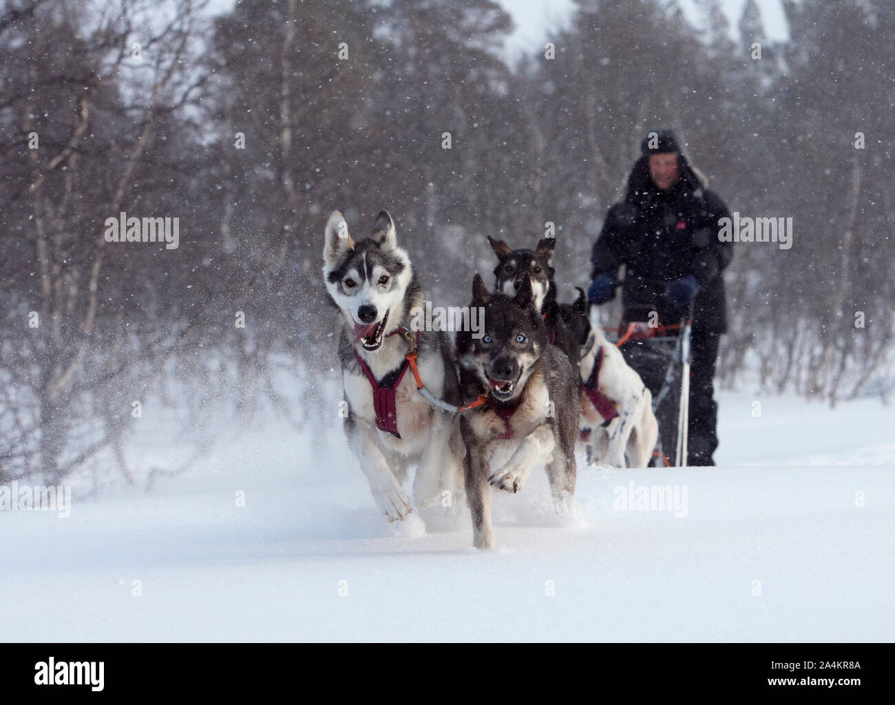 Sledge snow huskies hi-res stock photography and images - Alamy