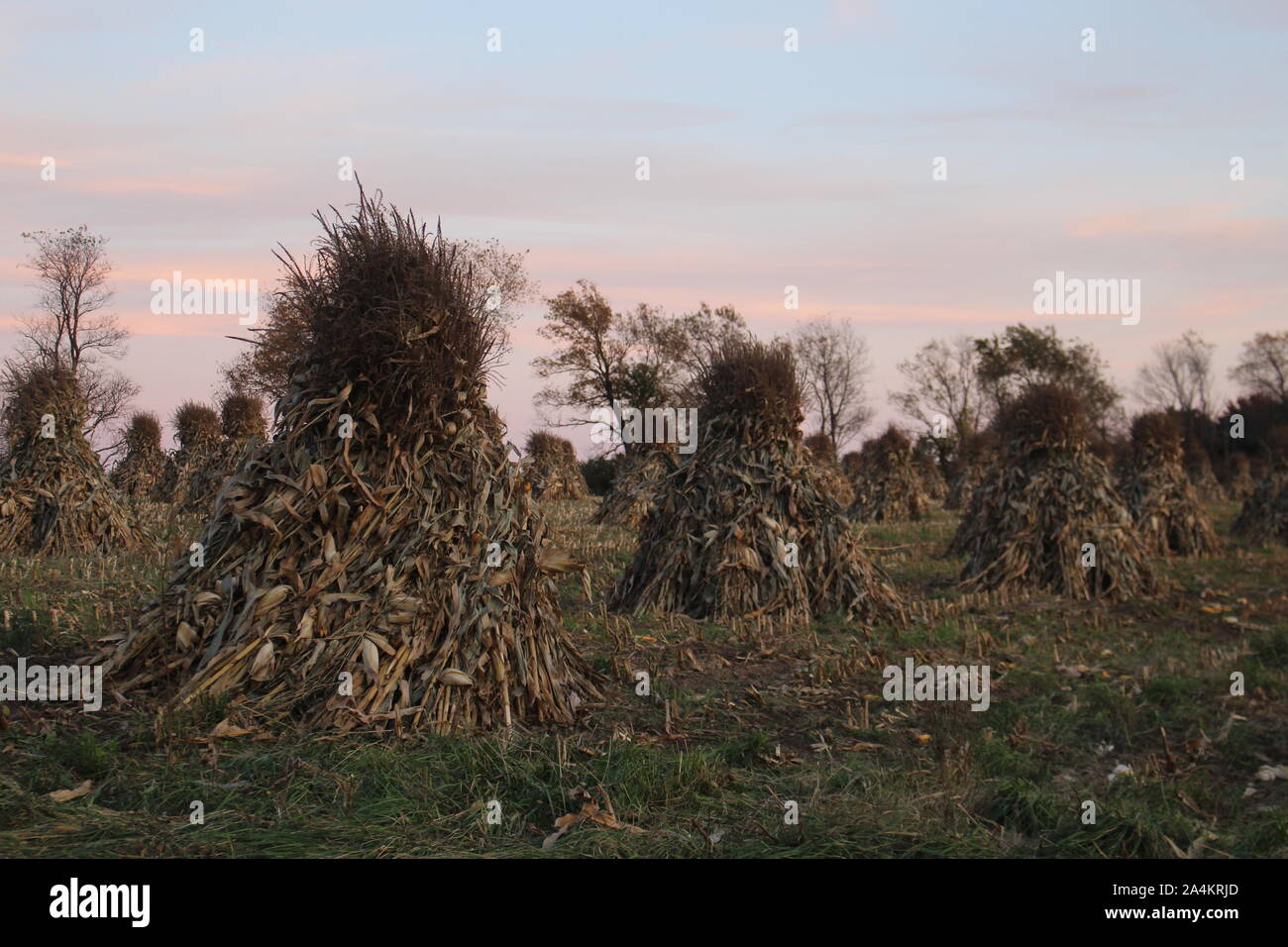 Stacked corn stalks hi-res stock photography and images - Alamy