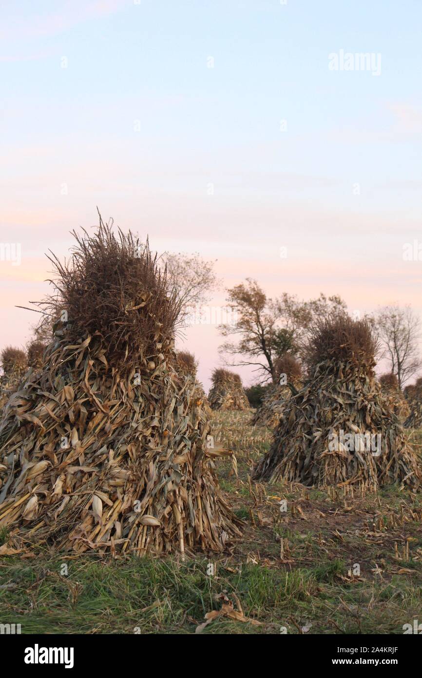 Field with stacked corn stalks hi-res stock photography and images - Alamy