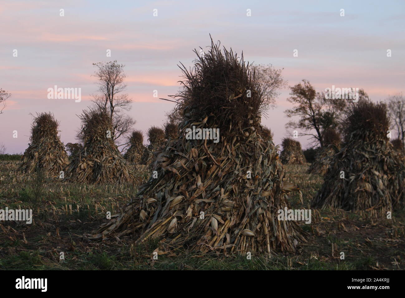 stacked corn stalks Stock Photo - Alamy