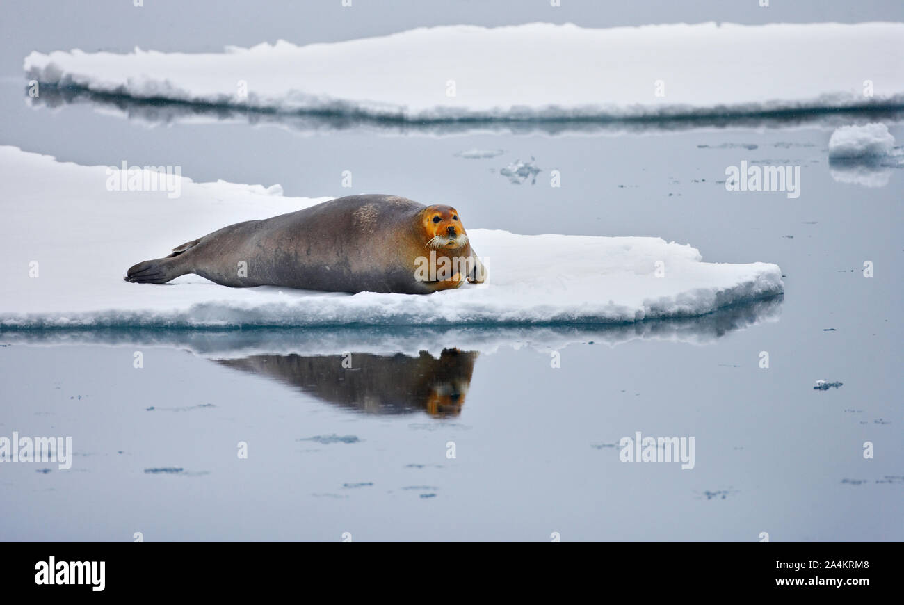 Ice raft in Svalbard Stock Photo - Alamy