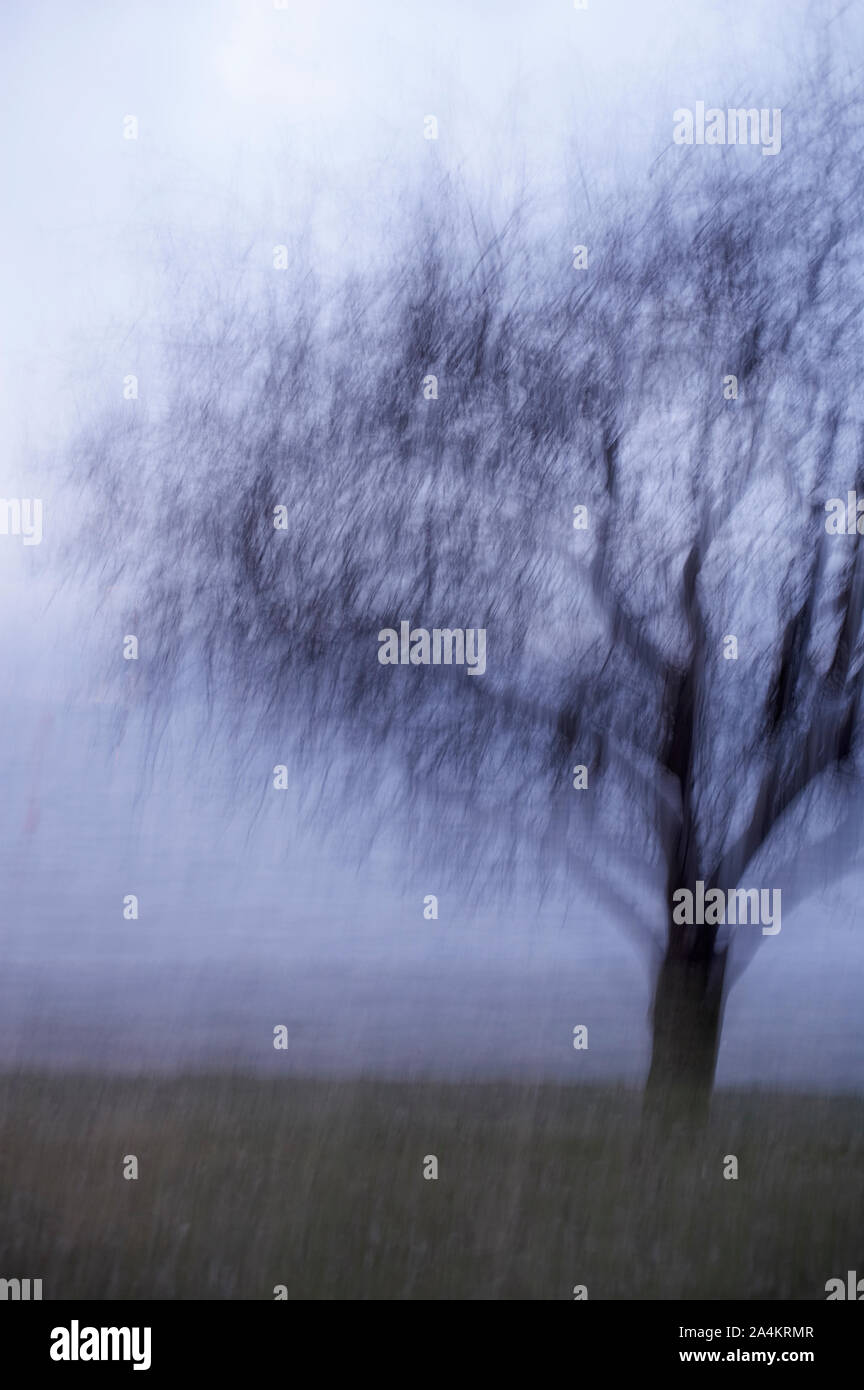 A tree in rain Stock Photo - Alamy