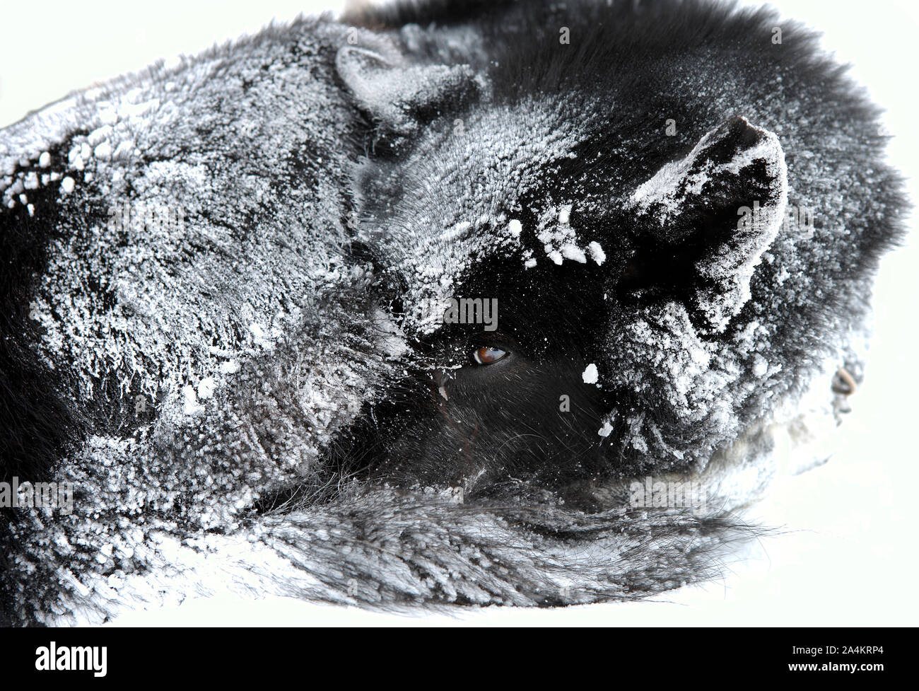 Alaska husky - polar dog Stock Photo - Alamy